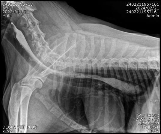 Myasthenia Gravis - Megaesophagus